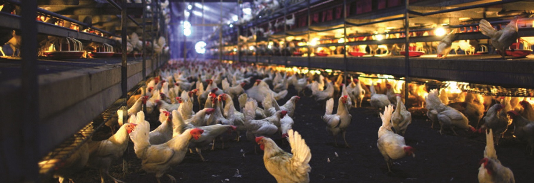 Responsible Antibiotics Use | Provimi