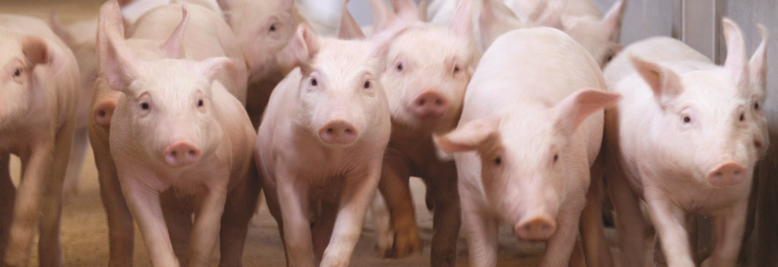 Piglet Livability | Provimi