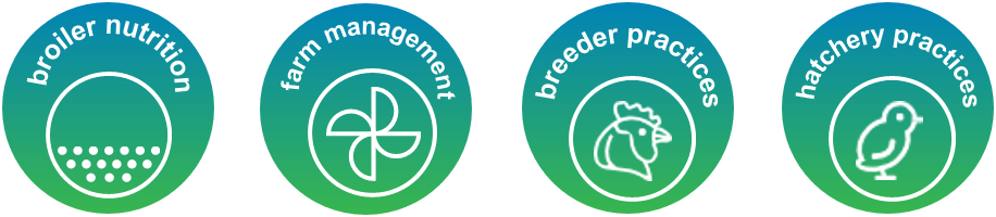 Helping broiler producers succeed in an antibiotic-free environment ...